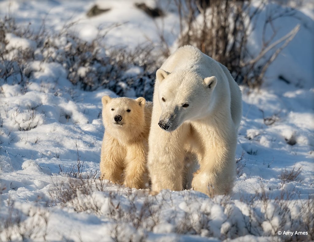 Photo Of The Day By Amy Ames - Outdoor Photographer