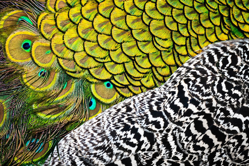 Abstract Wildlife Assignment Winner Christopher Baker - OP