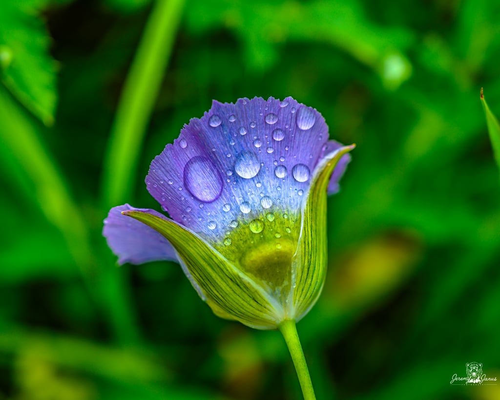Spring Showers Assignment Winner Jeremy Janus - Outdoor Photographer