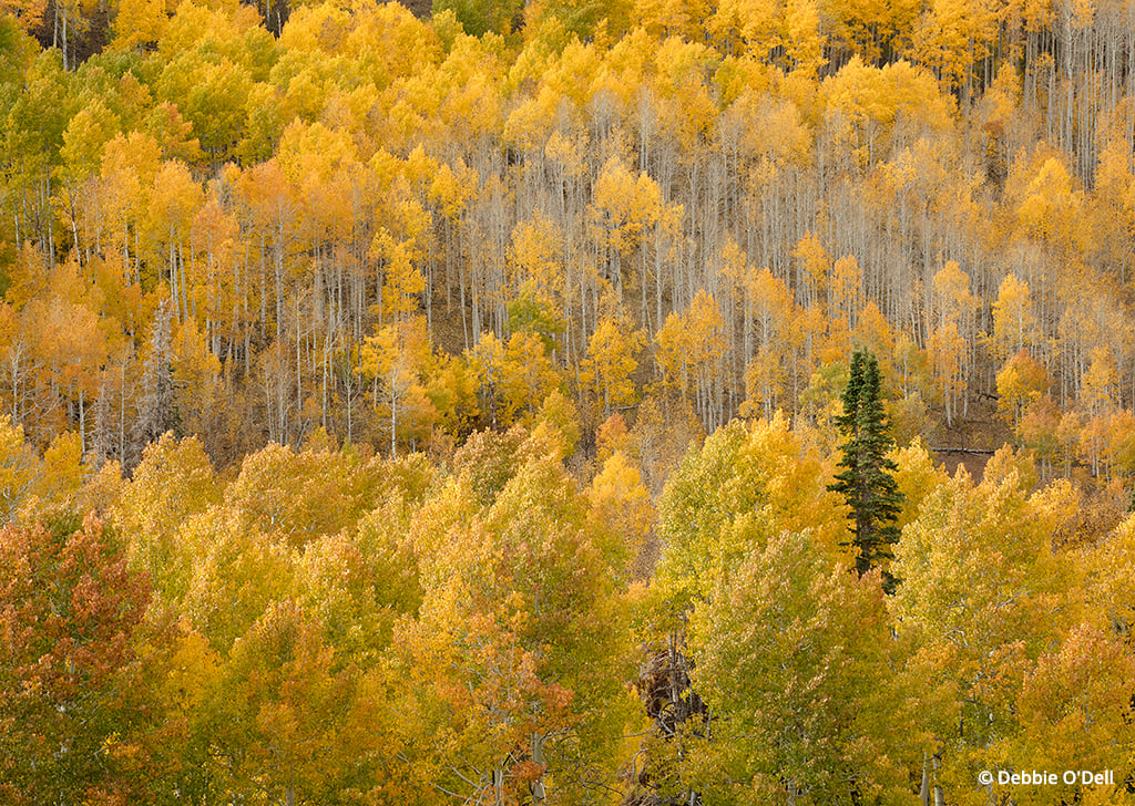 Photo Of The Day By Debbie O'Dell - Outdoor Photographer