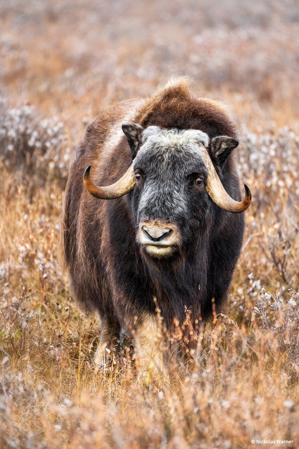 Photo Of The Day By Nickolas Warner - Outdoor Photographer