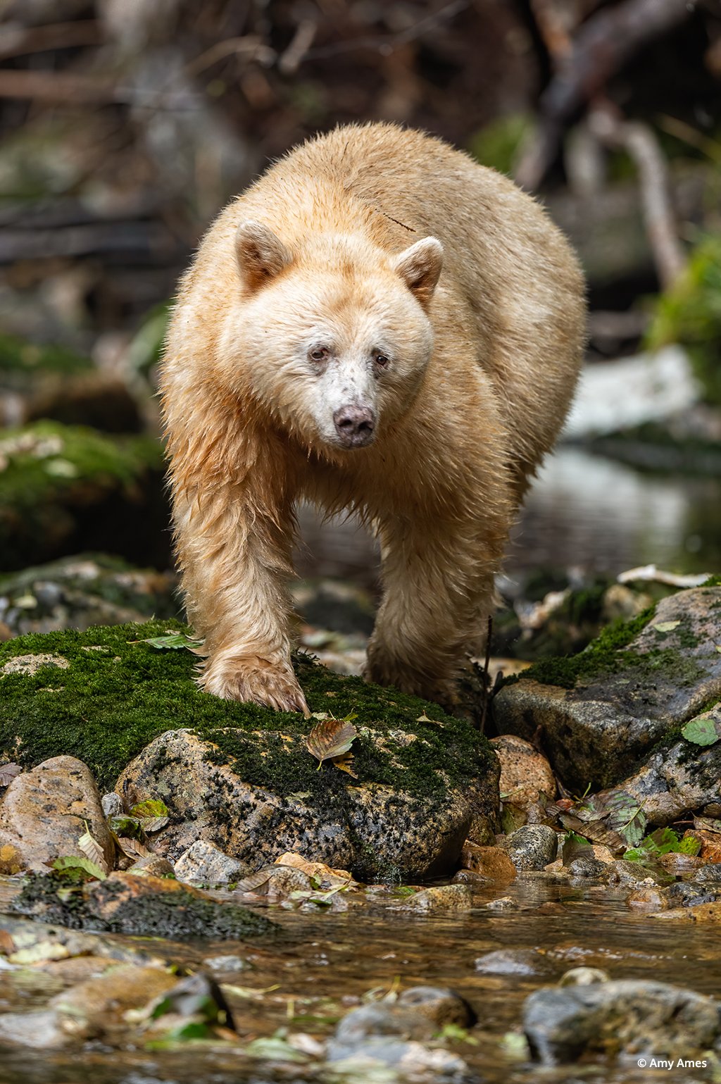 Photo Of The Day By Amy Ames - Outdoor Photographer