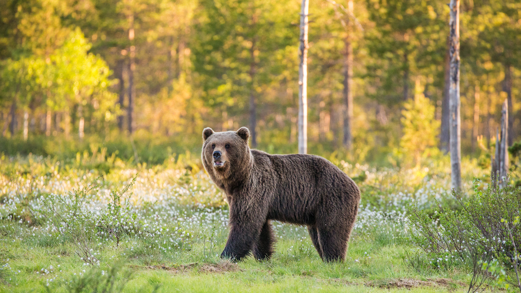 Wildlife Of The Great Plains - Outdoor Photographer